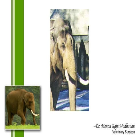 Musth In Elephants | PPT | Large Animals | Pets