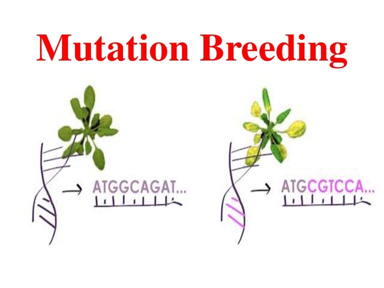 Mutation breeding