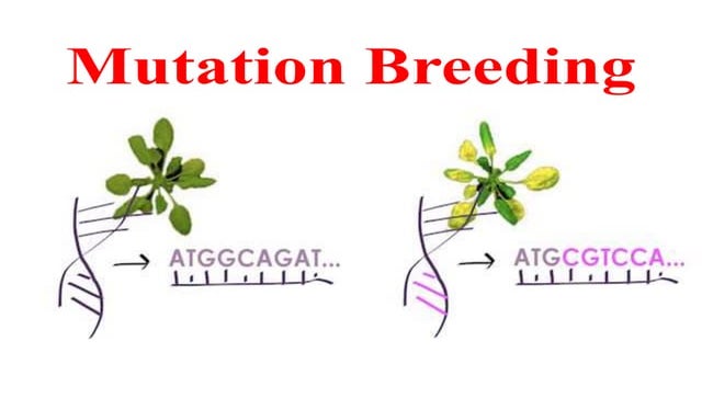 Mutation In Plants