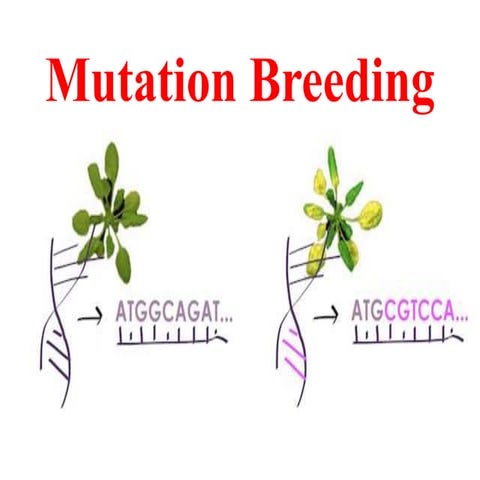Mutation breeding | PPTX