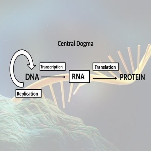 Lecture Presentation On Mutation For Grade 10 Science Pptx