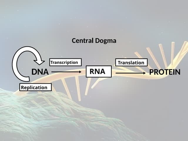 Lecture Presentation On Mutation For Grade 10 Science Pptx