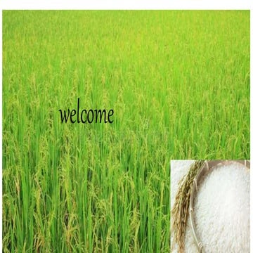 Mutation Breeding in crop improvement - Past Present and future | PPTX