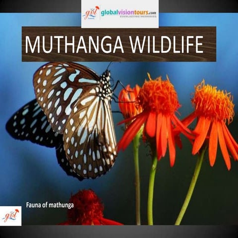 Muthanga wildlife | PPT