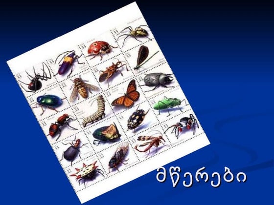 მწერები | PPTX