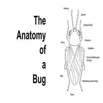 Anatomy of a bug | PPTX