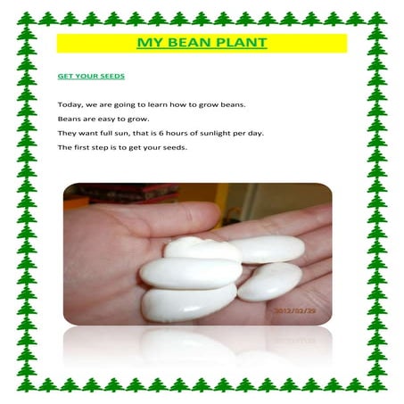 My bean plant | DOCX