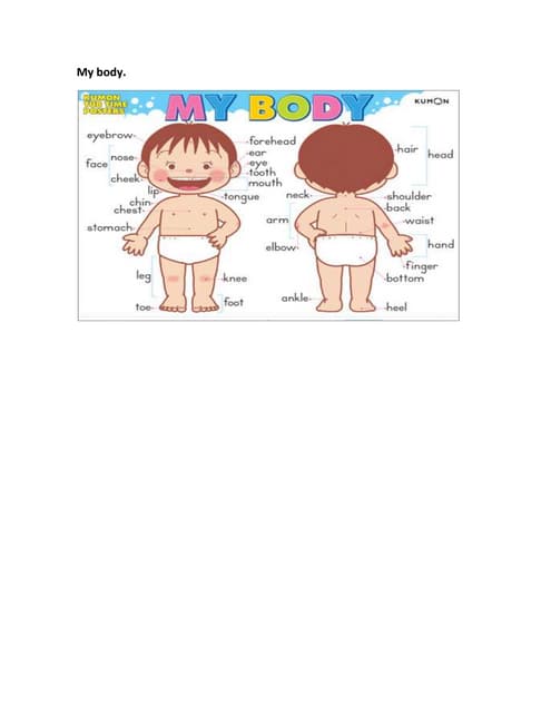 Body parts kindergarten open class or topic | PPT
