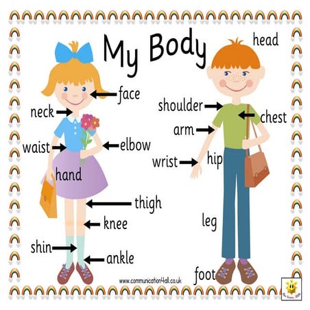 My body | PDF