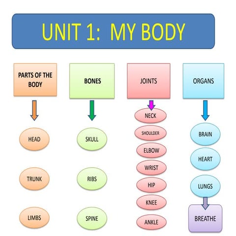 My body 2 | PPTX