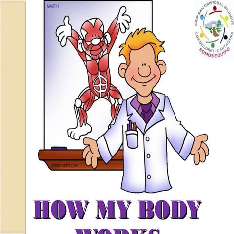 My body 2º | PPT
