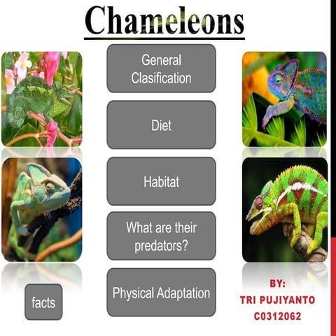 Chameleon - Report | PPTX