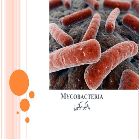 Mycobacteria | PPTX