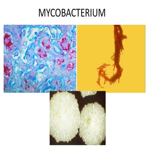 Mycobacteria.pptx