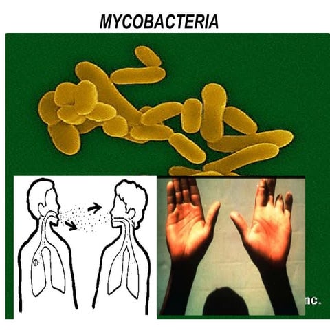 Mycobacteria.pptMycobacterium tuberculosis It is currently estimated ...