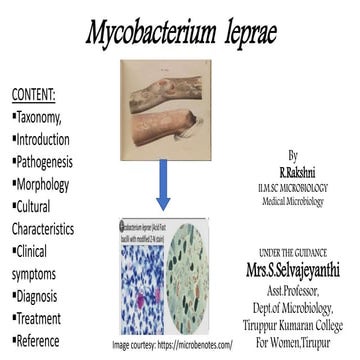 Mycobacterium Leprae Diagram HSP60 Mimetic Peptides From Mycobacterium