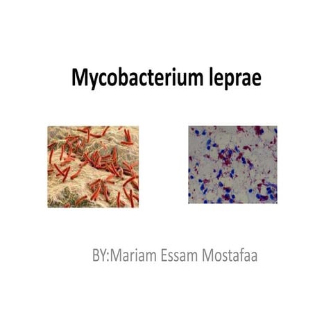 Mycobacterium Leprae Gram Stain