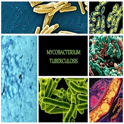 Mycobacterium Tuberculosis Structure And Function