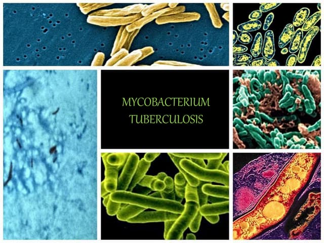 Mycobacterium tuberculosis(Microbiology) | PPTX