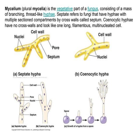 Mycology 1st Year B.Sc. Hons.ppt