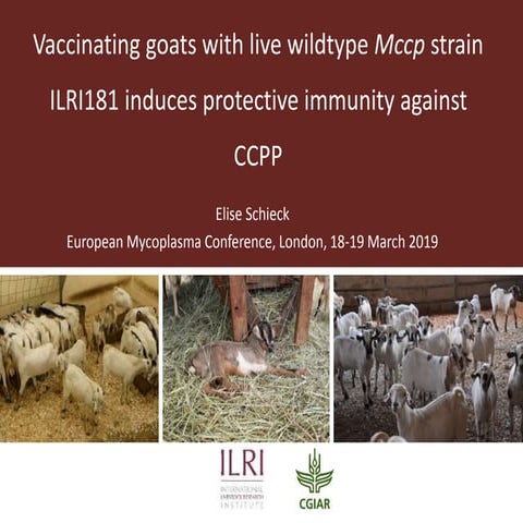 Vaccinating goats with live wildtype Mccp strain ILRI181 induces ...