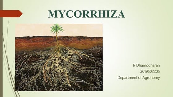 Mycorrhiza Biofertilizer: VAM | PPT