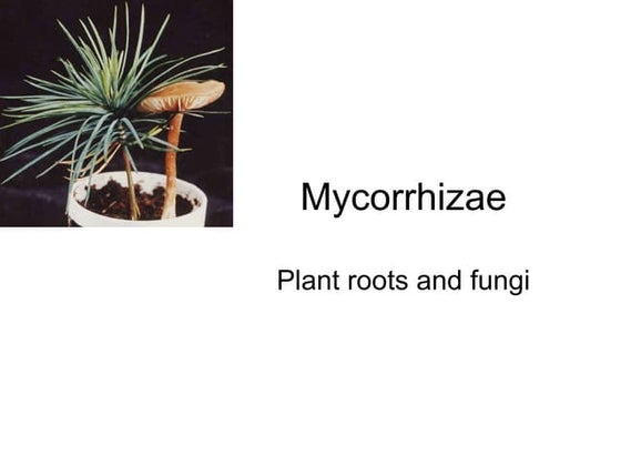 MYCORRHIZA - the symbiotic association of fungus and plants ,types and ...