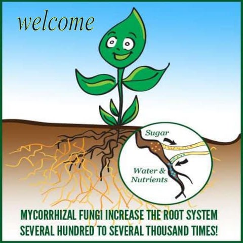 Mycorrhiza | PPTX