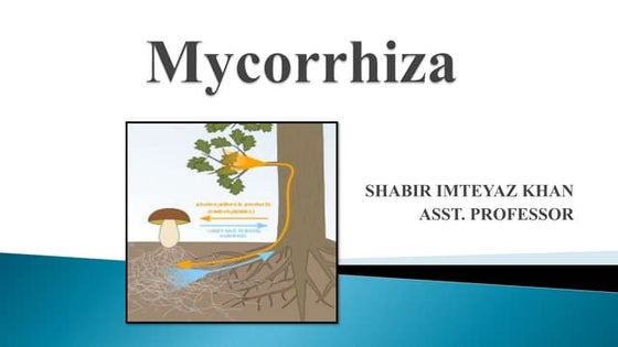 MYCORRHIZA - the symbiotic association of fungus and plants ,types and ...