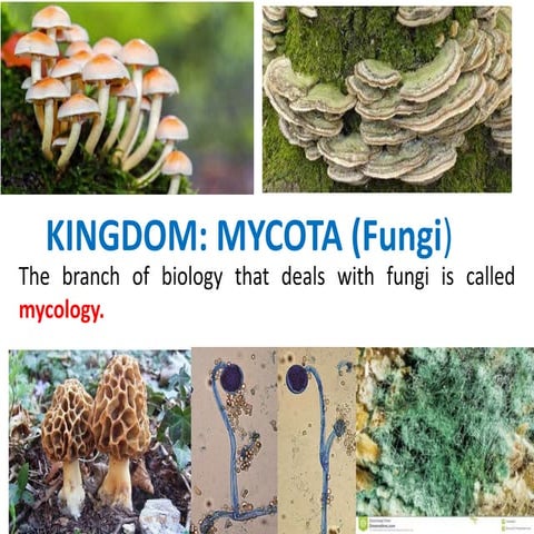 Mycota.pptx