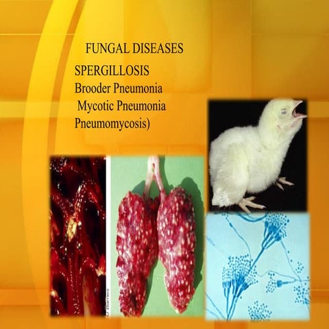 mycotic infection in poutry Asperglosis.pdf