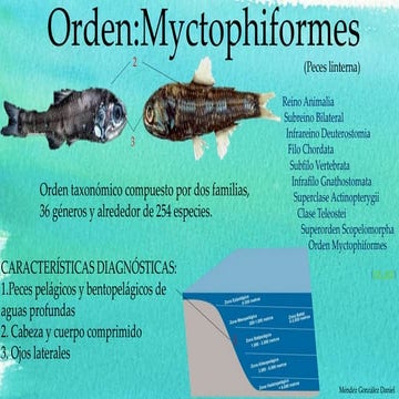 Peces: Orden Myctophiformes (Peces Linterna) | PPTX