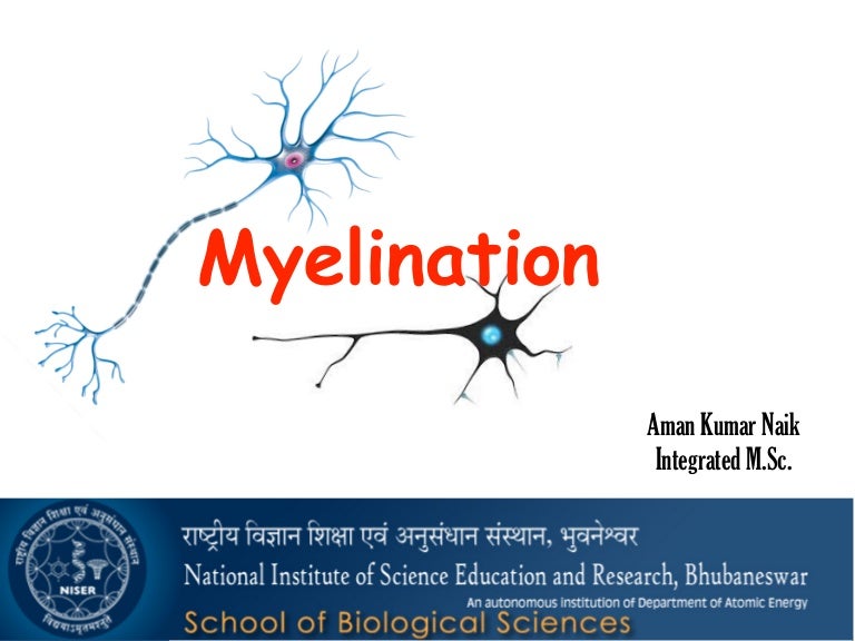 Myelination