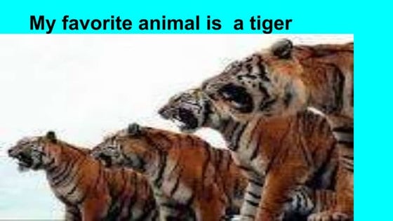 My favourite animal | PPT