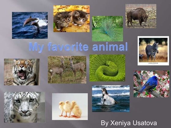 My favourite animal олег комраков | PPT