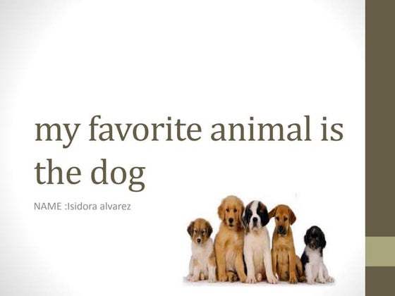 My favourite animal | PPT