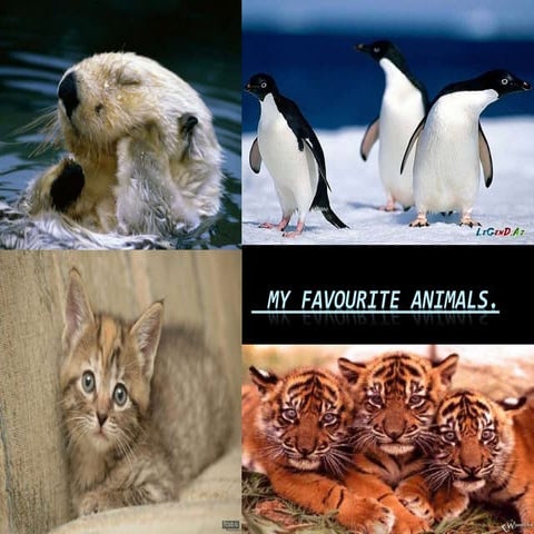 My favourite animal. | PPT