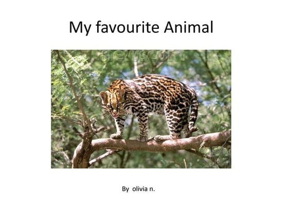 My favourite animal by emily | PPT