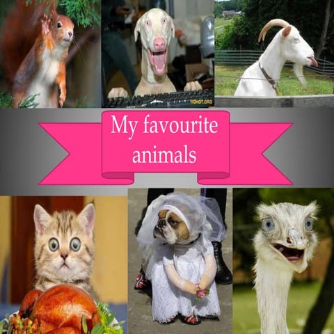MY FAVOURITE ANIMAL | PPT