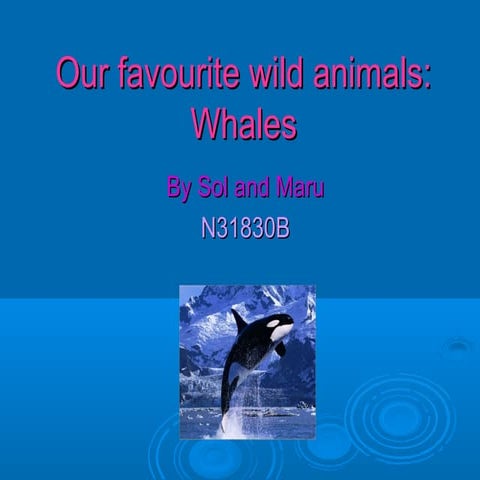 My favourite animal whales | PPT