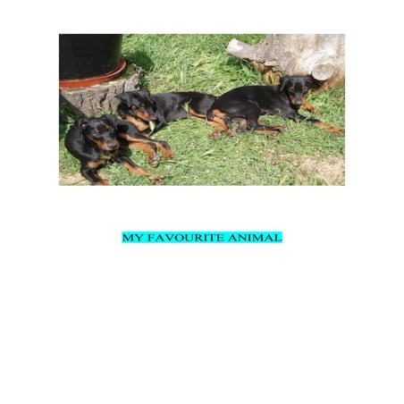 My Favourite Animal Isabel 3º | PPT