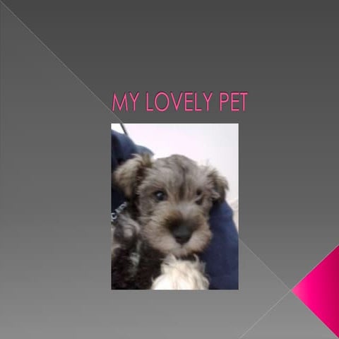 pets, dogs, cats | PPTX