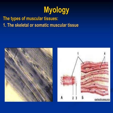 myology and muscles cell muscle in 1 and | PPT