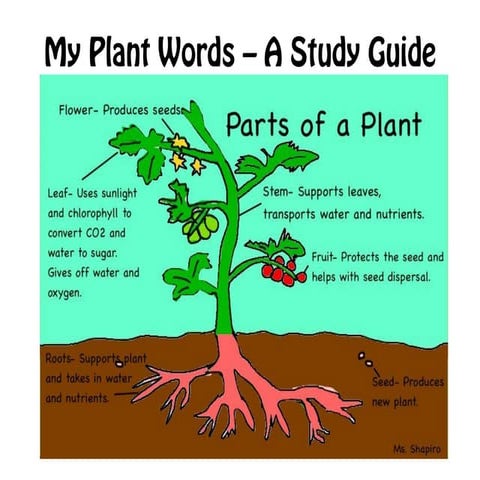 My plant words a study guide | PPT