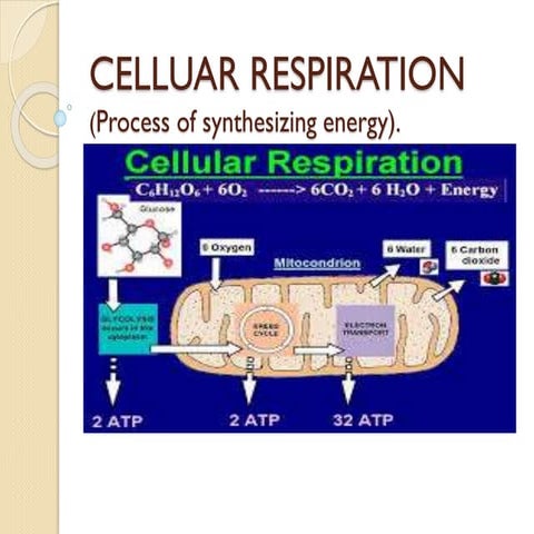 CELLULAR RESPIRATION FOR GRADE 12 | PPTX