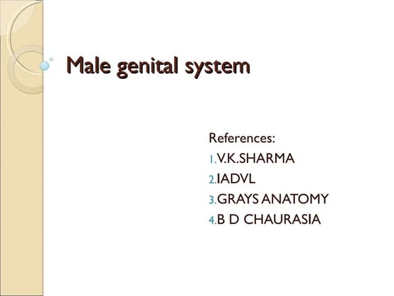 Anatomy of male external genitalia | PPT