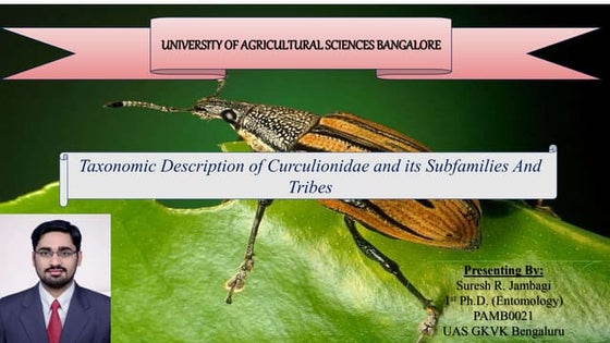 Insect sternites & pleurites | PPT