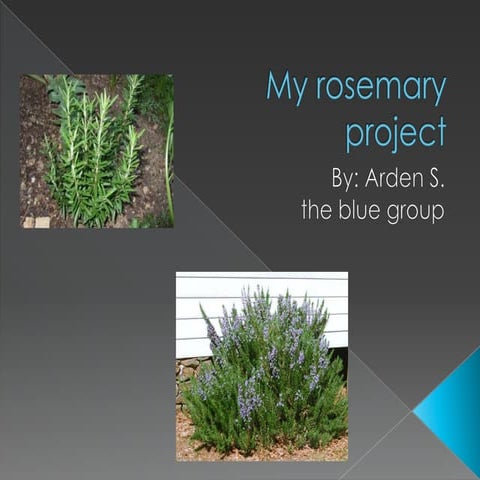 My rosemary project | PPTX