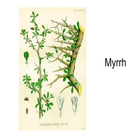 09.Morphology and microscopy of Ginger.ppt