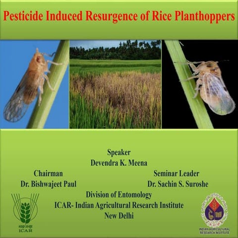 Pesticide Induced Resurgence of Rice Planthoppers | PPTX